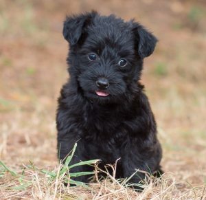 Scottie-Poo Picture Gallery – Acorn Acres Puppies