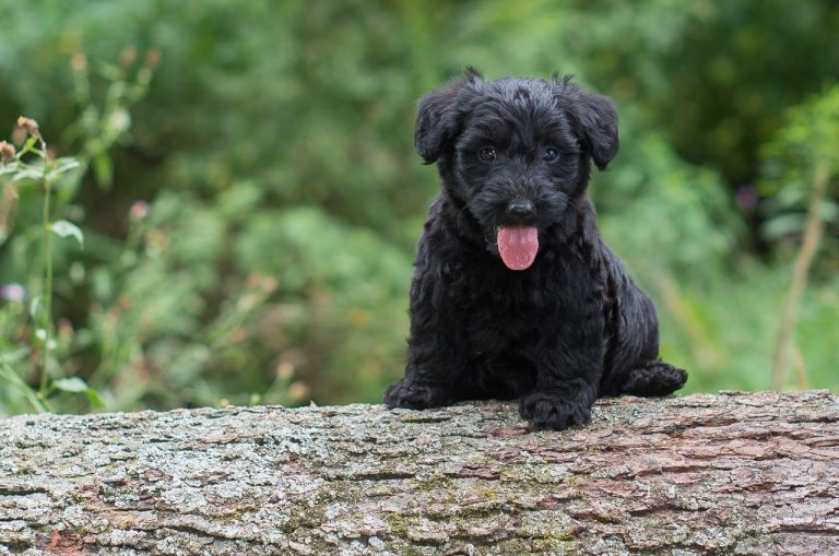 Scottie-Poo Picture Gallery – Acorn Acres Puppies