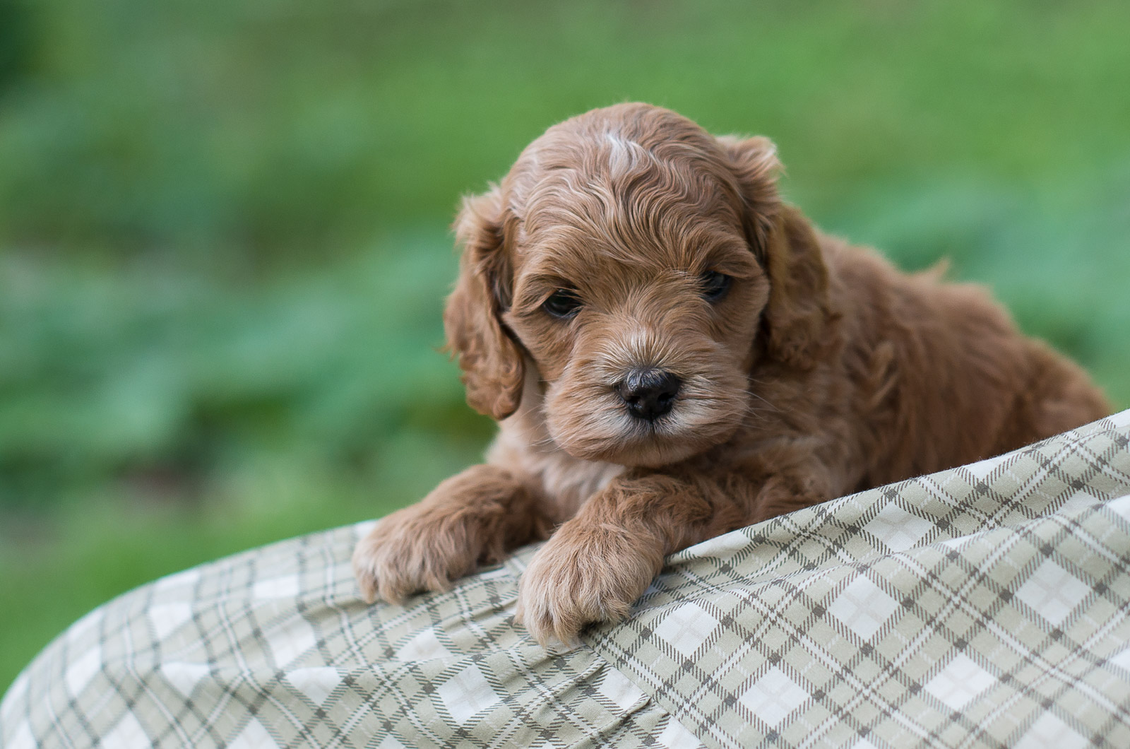 Cockapoo Puppies For Sale – Acorn Acres Puppies