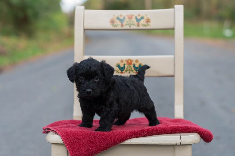 Scottie-Poo Picture Gallery – Acorn Acres Puppies