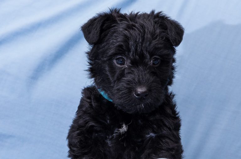 Scottie-Poo Picture Gallery – Acorn Acres Puppies