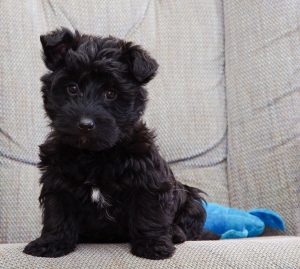 Scottie-Poo Picture Gallery – Acorn Acres Puppies