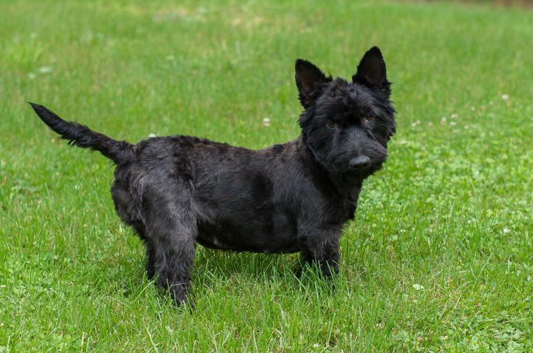 About Our Scottie-poos – Acorn Acres Puppies
