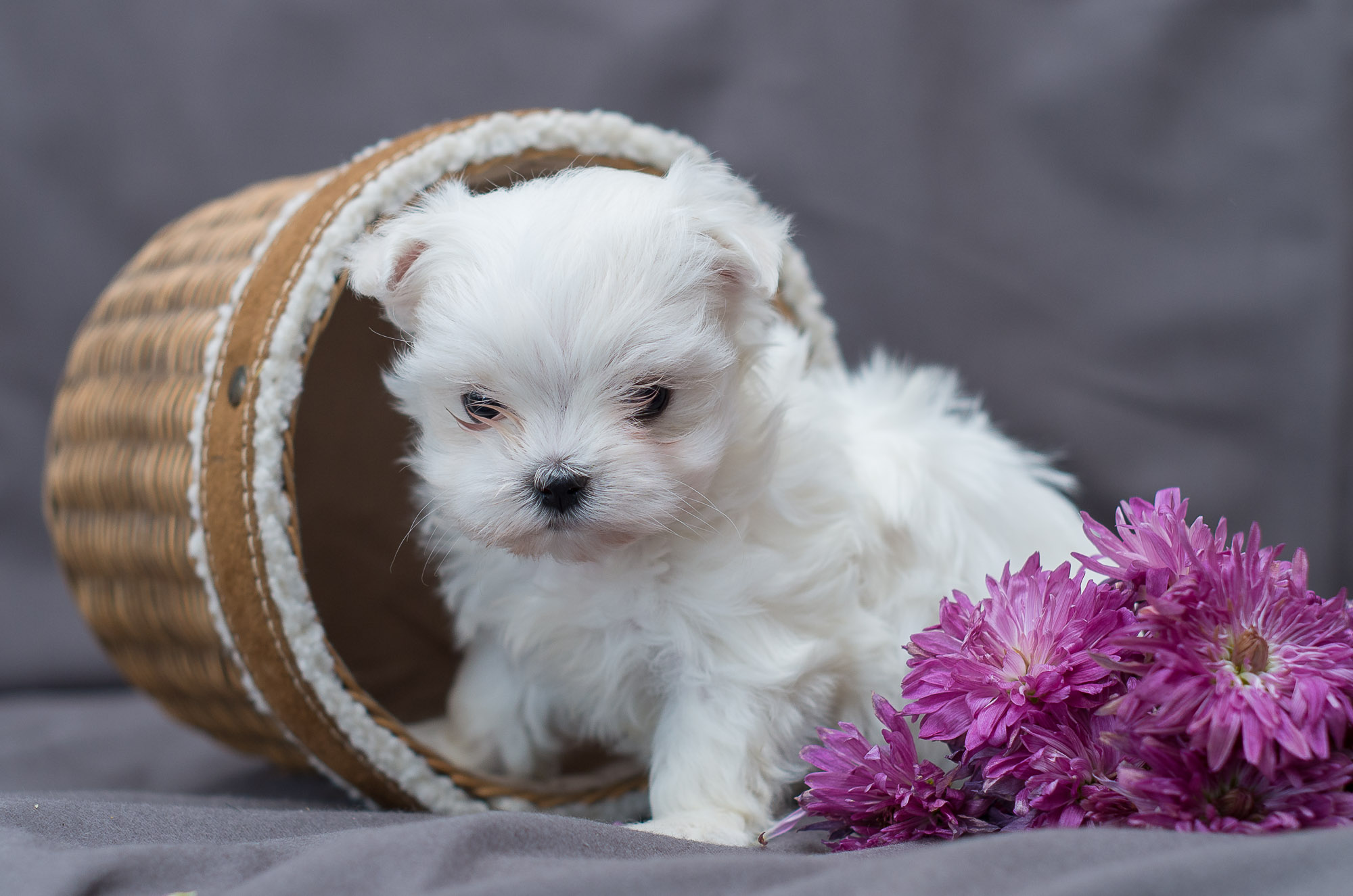 Maltese Puppies For Sale – Acorn Acres Puppies