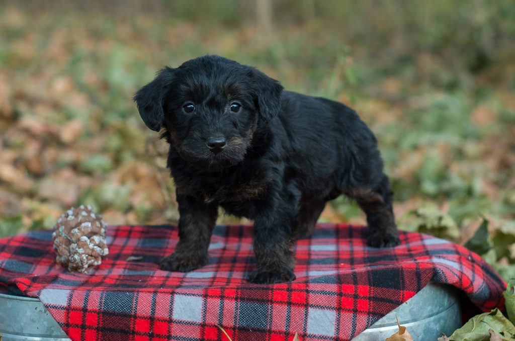 Scottie-Poo Puppies For Sale – Acorn Acres Puppies