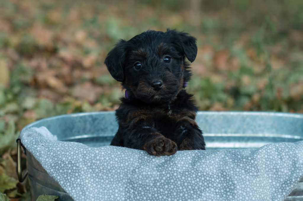 Scottie-Poo Puppies For Sale – Acorn Acres Puppies