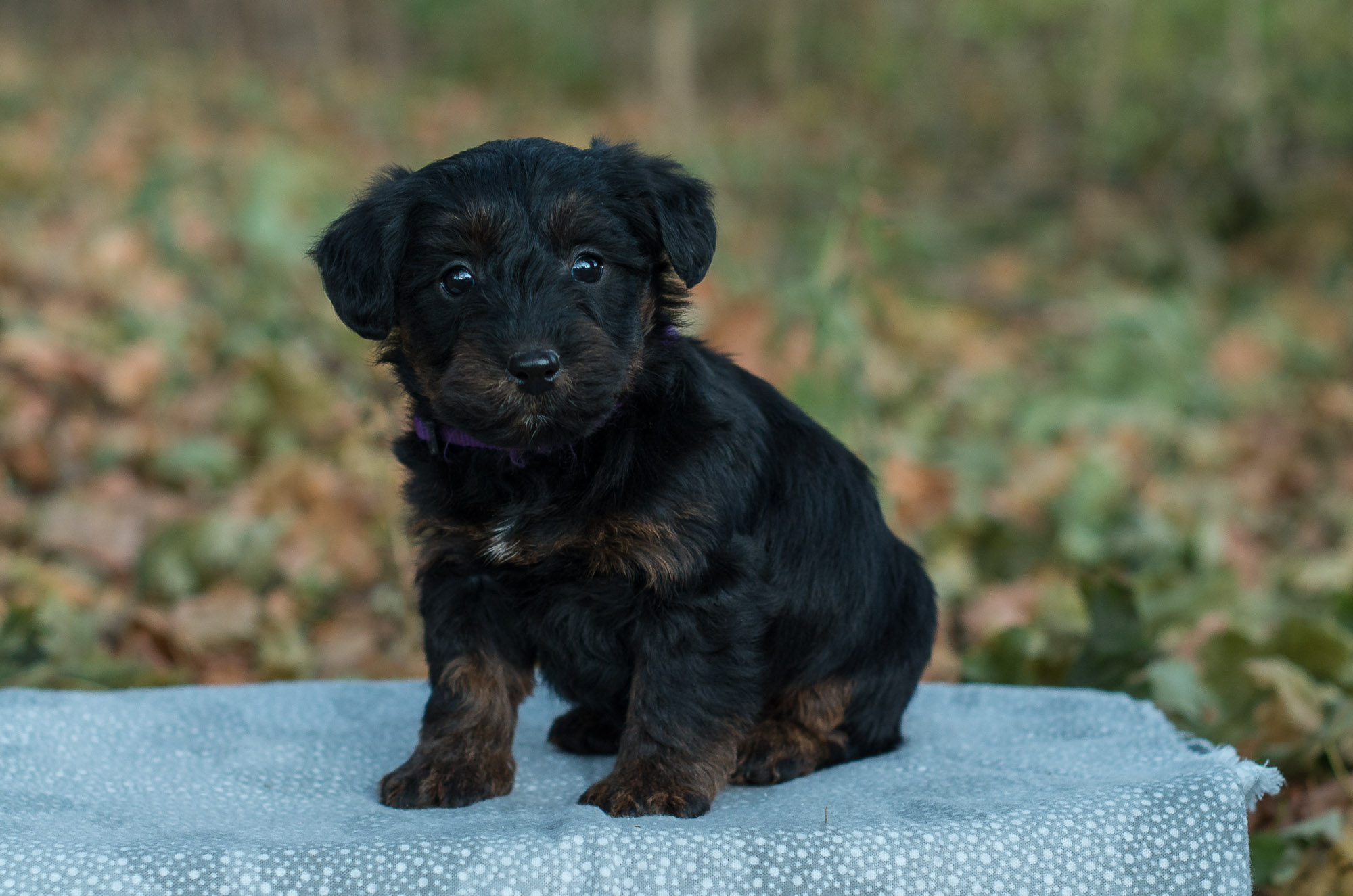 Scottie-Poo Puppies For Sale – Acorn Acres Puppies