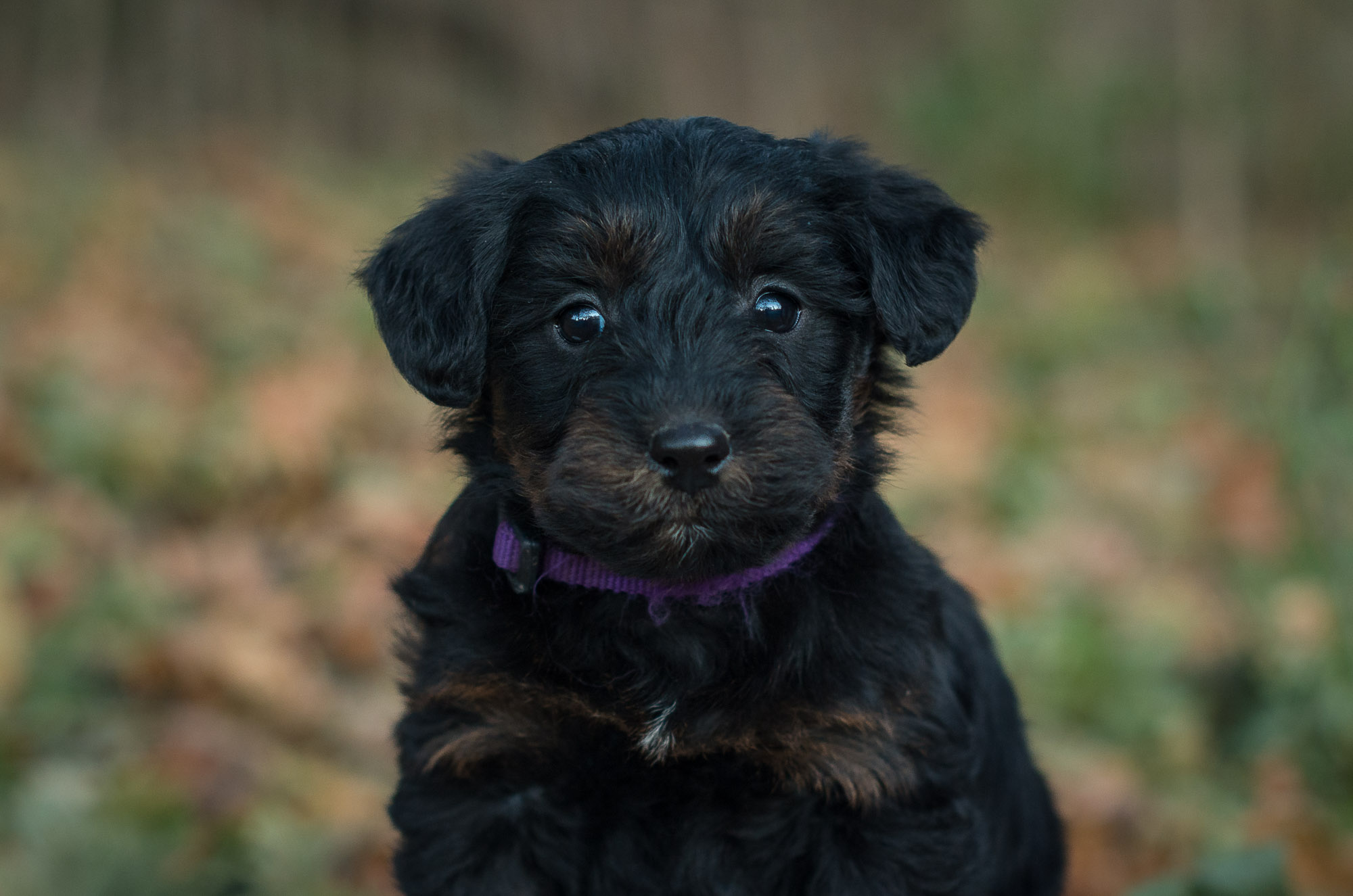 Scottie-Poo Puppies For Sale – Acorn Acres Puppies