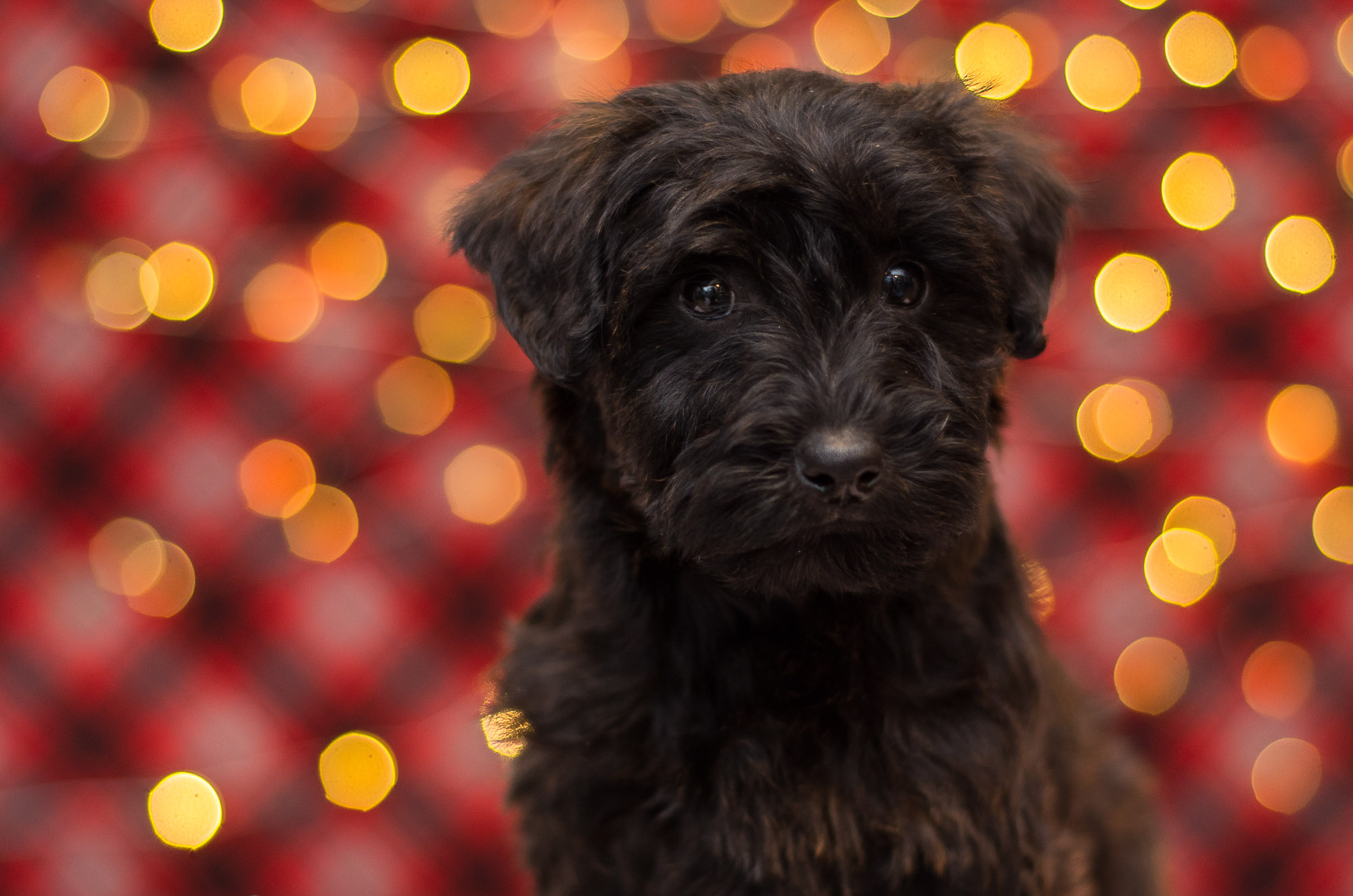 Scottie-Poo Puppies For Sale – Acorn Acres Puppies