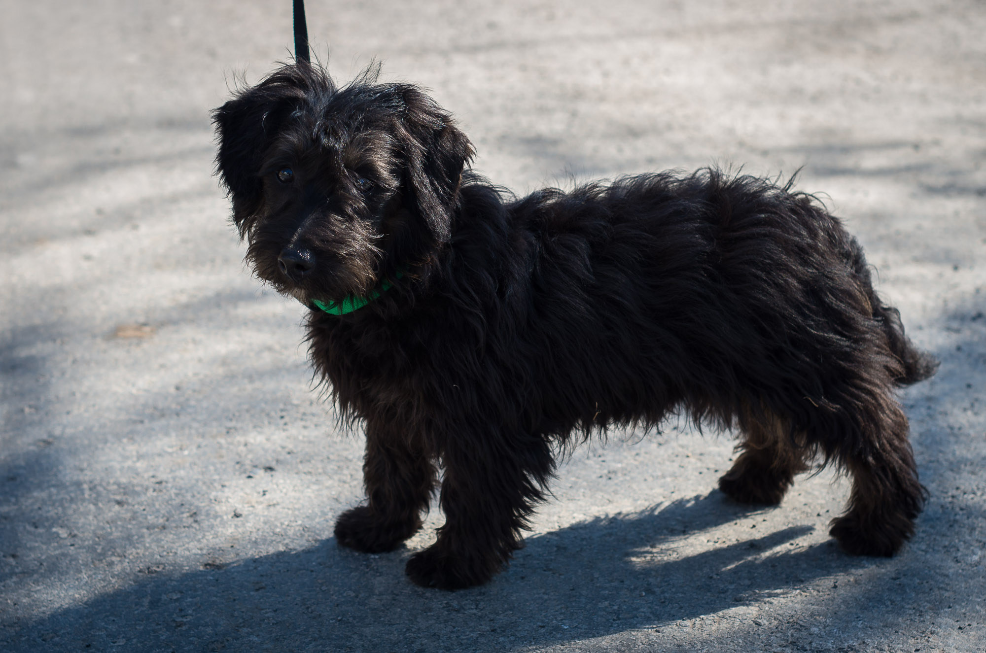 Scottie-Poo Puppies For Sale – Acorn Acres Puppies