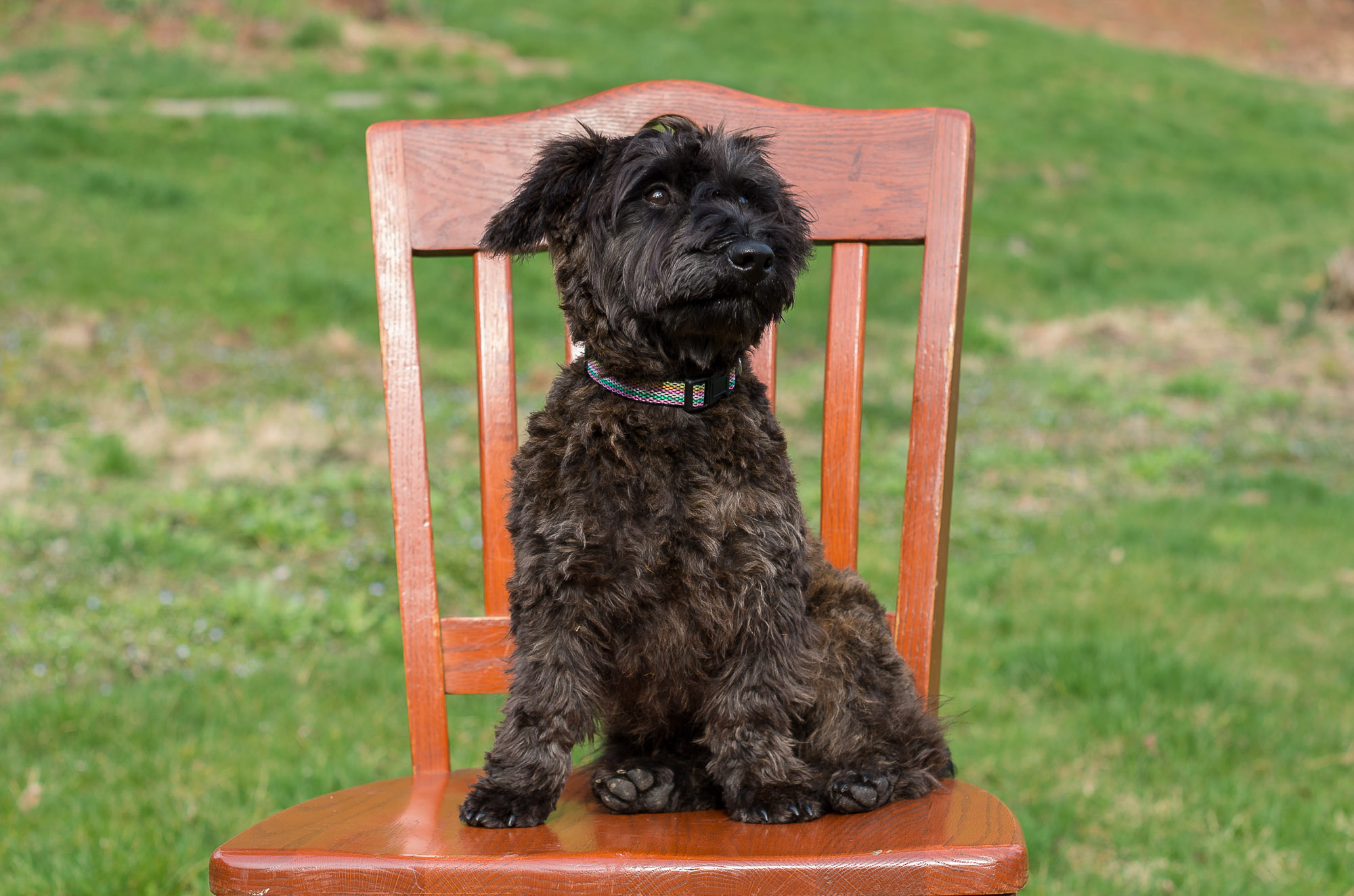 Scottie-Poo Puppies For Sale – Acorn Acres Puppies