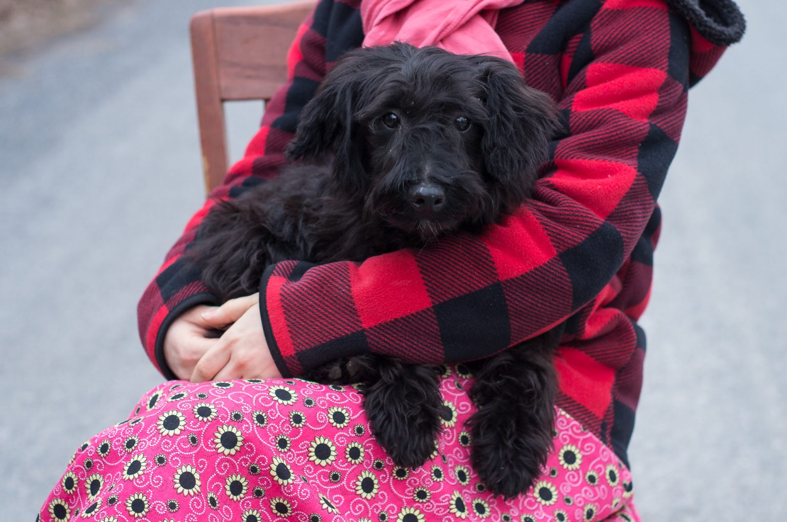 Scottie-Poo Picture Gallery – Acorn Acres Puppies