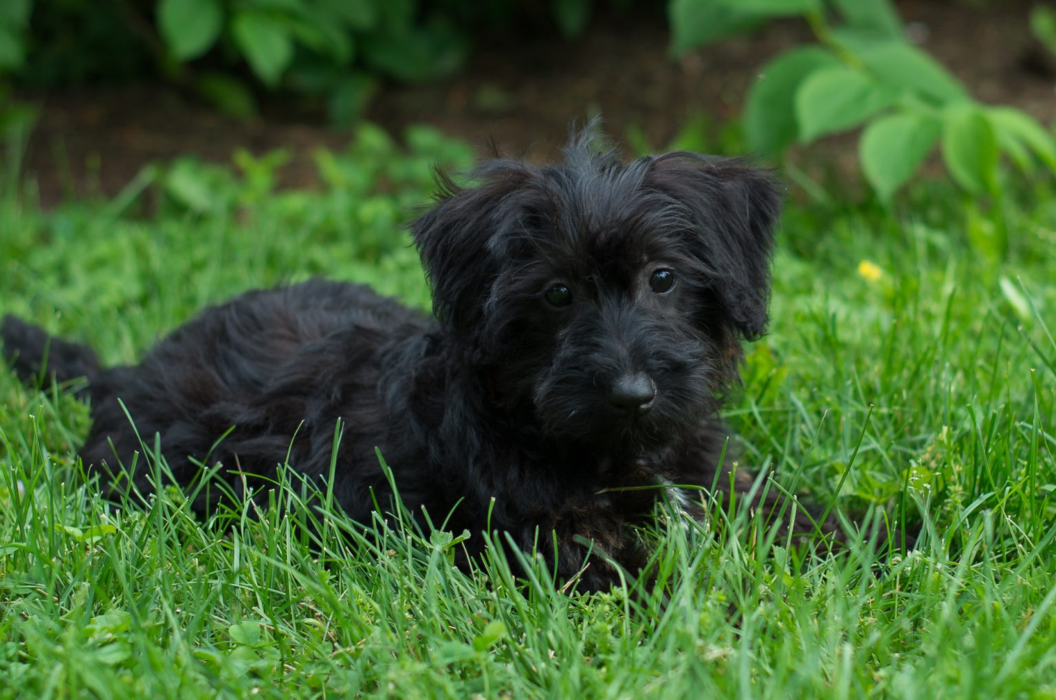 Scottie-Poo Picture Gallery – Acorn Acres Puppies