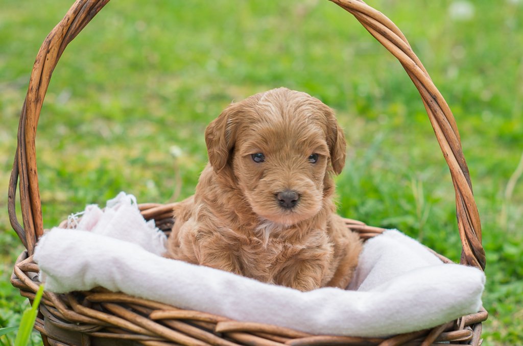 Cockapoo Puppies For Sale in Missouri – Acorn Acres Puppies