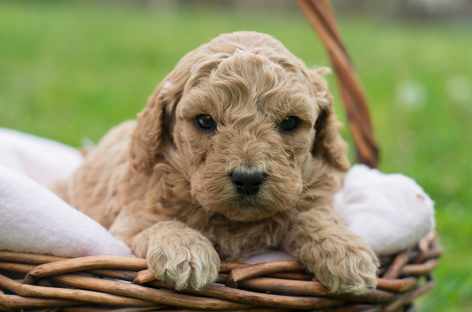Cockapoo Puppies For Sale in Missouri – Acorn Acres Puppies