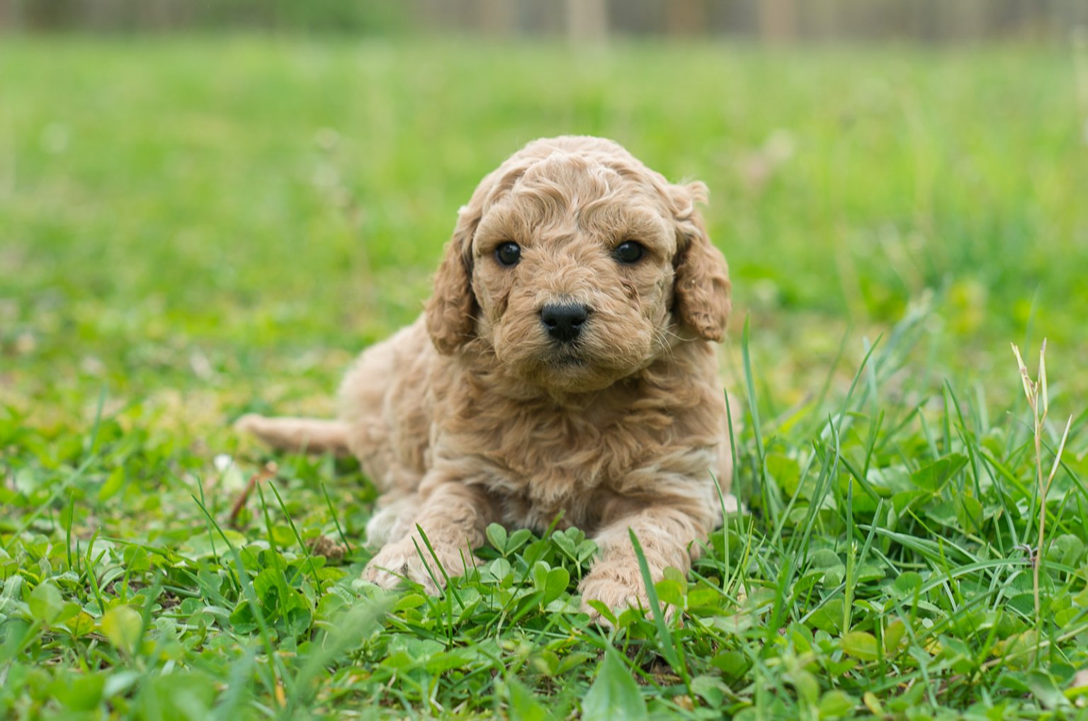 Cockapoo Puppies For Sale in Missouri – Acorn Acres Puppies