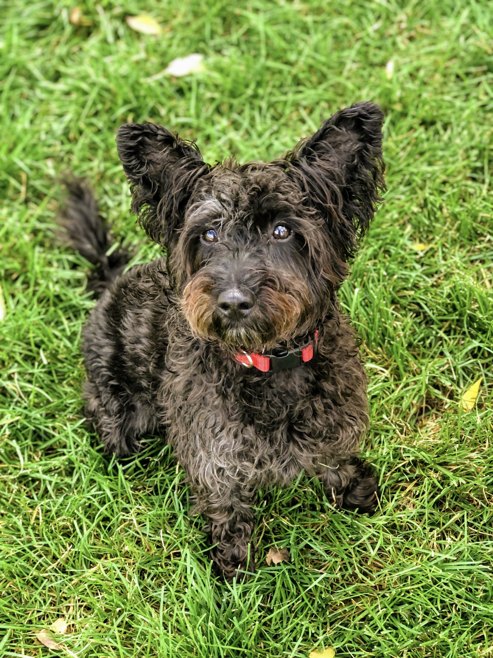 Happy Customers (Scottie-Poo) – Acorn Acres Puppies