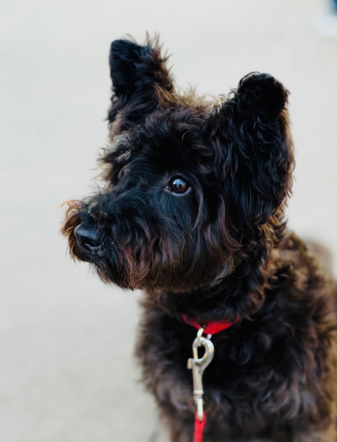 Happy Customers (Scottie-Poo) – Acorn Acres Puppies