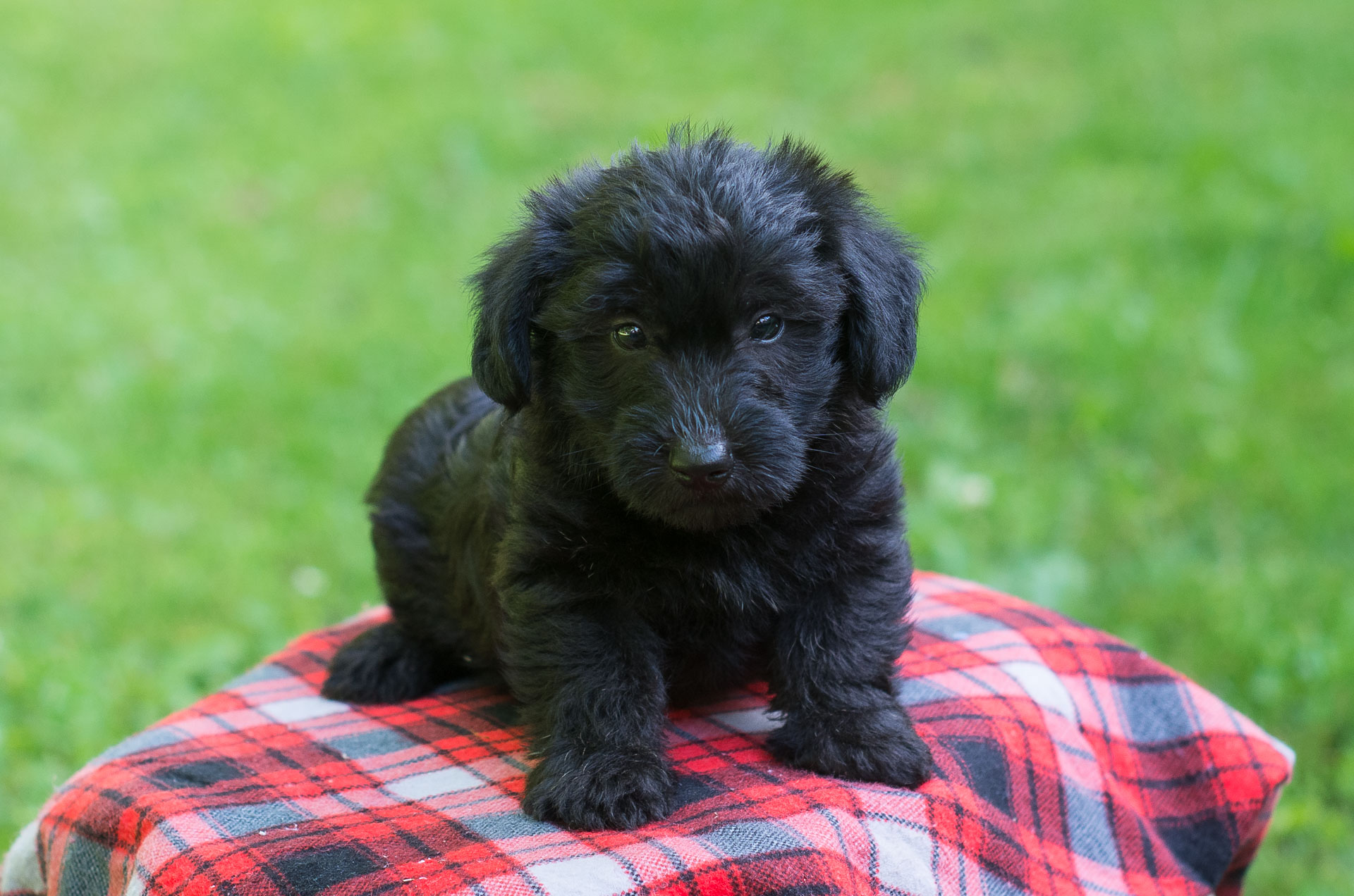 Scottie-Poo Puppies For Sale – Acorn Acres Puppies