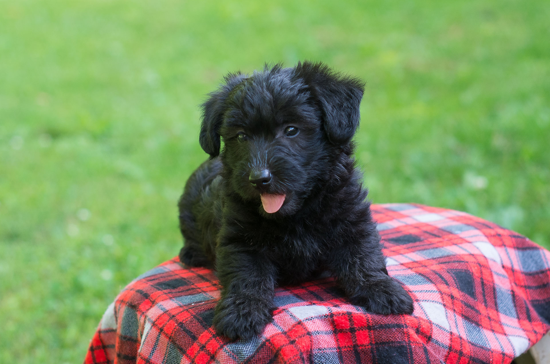Scottie-Poo Puppies For Sale – Acorn Acres Puppies