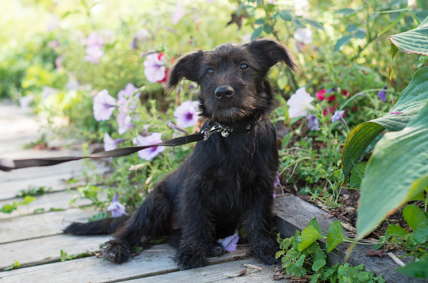 Scottie-Poo Puppies For Sale – Acorn Acres Puppies