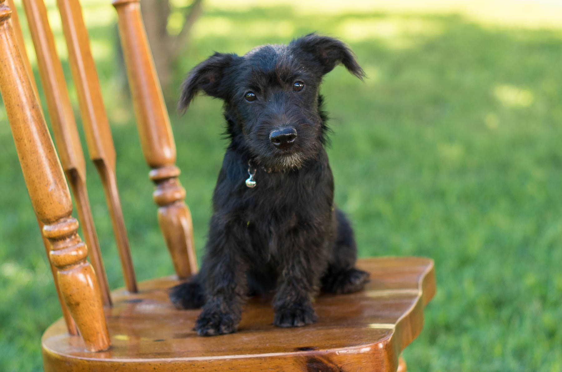 Scottie-Poo Puppies For Sale – Acorn Acres Puppies