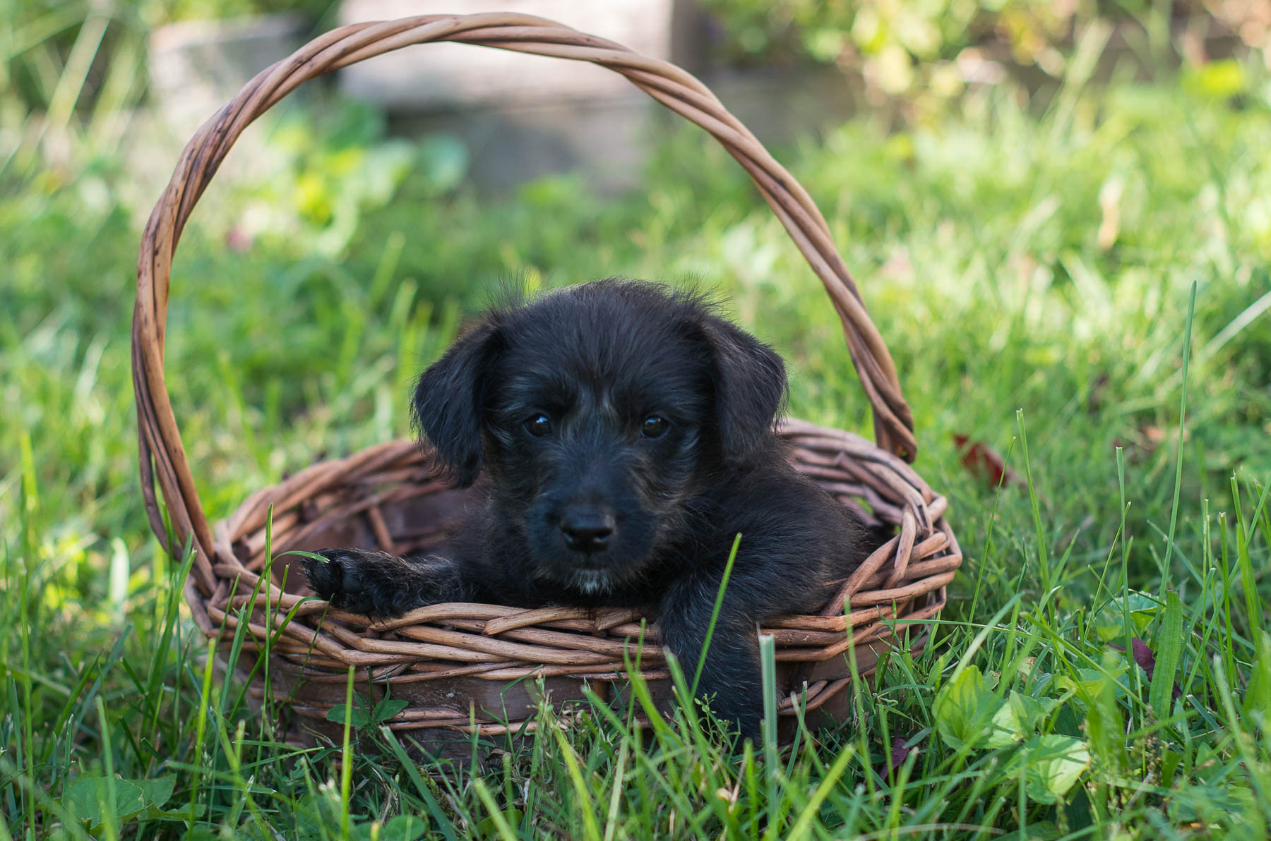 Scottie-Poo Puppies For Sale – Acorn Acres Puppies