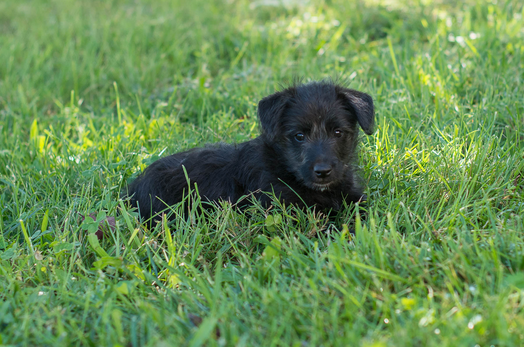 Scottie-Poo Puppies For Sale – Acorn Acres Puppies