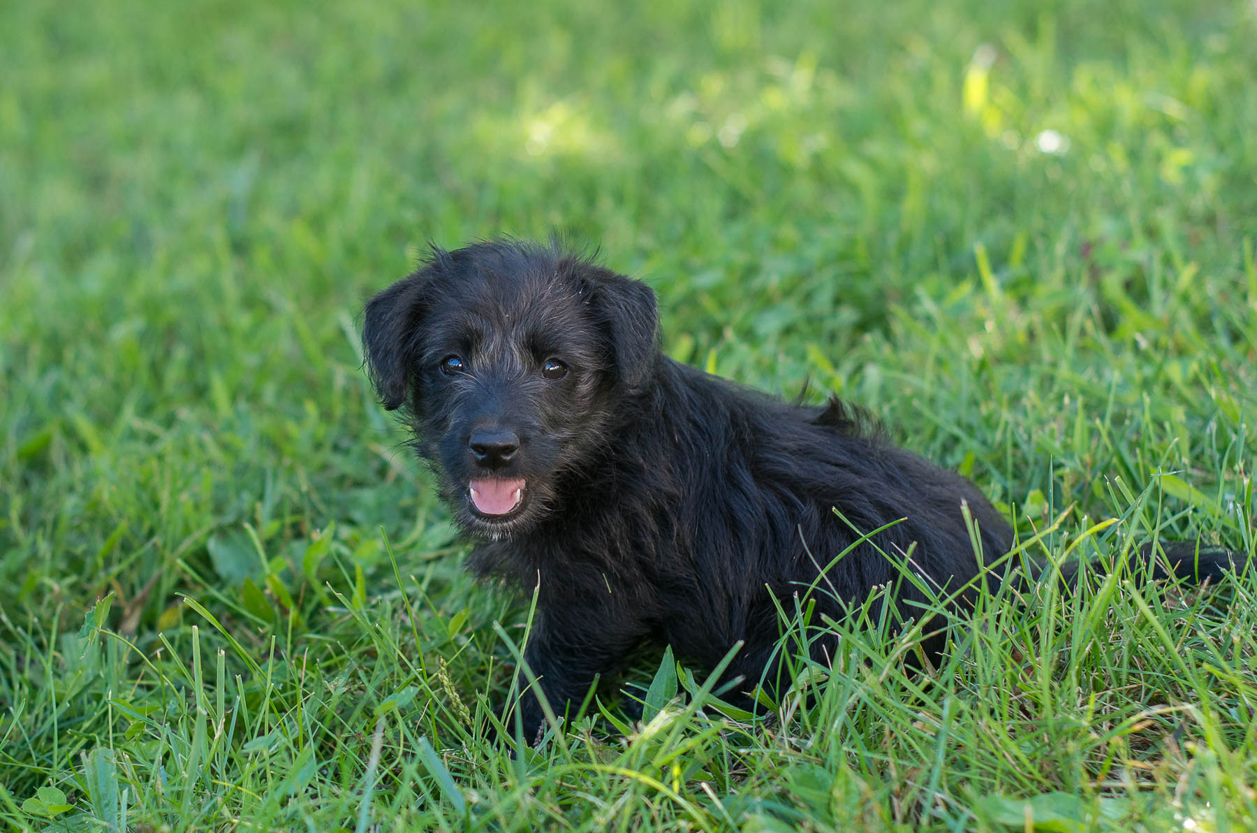 Scottie-Poo Puppies For Sale – Acorn Acres Puppies