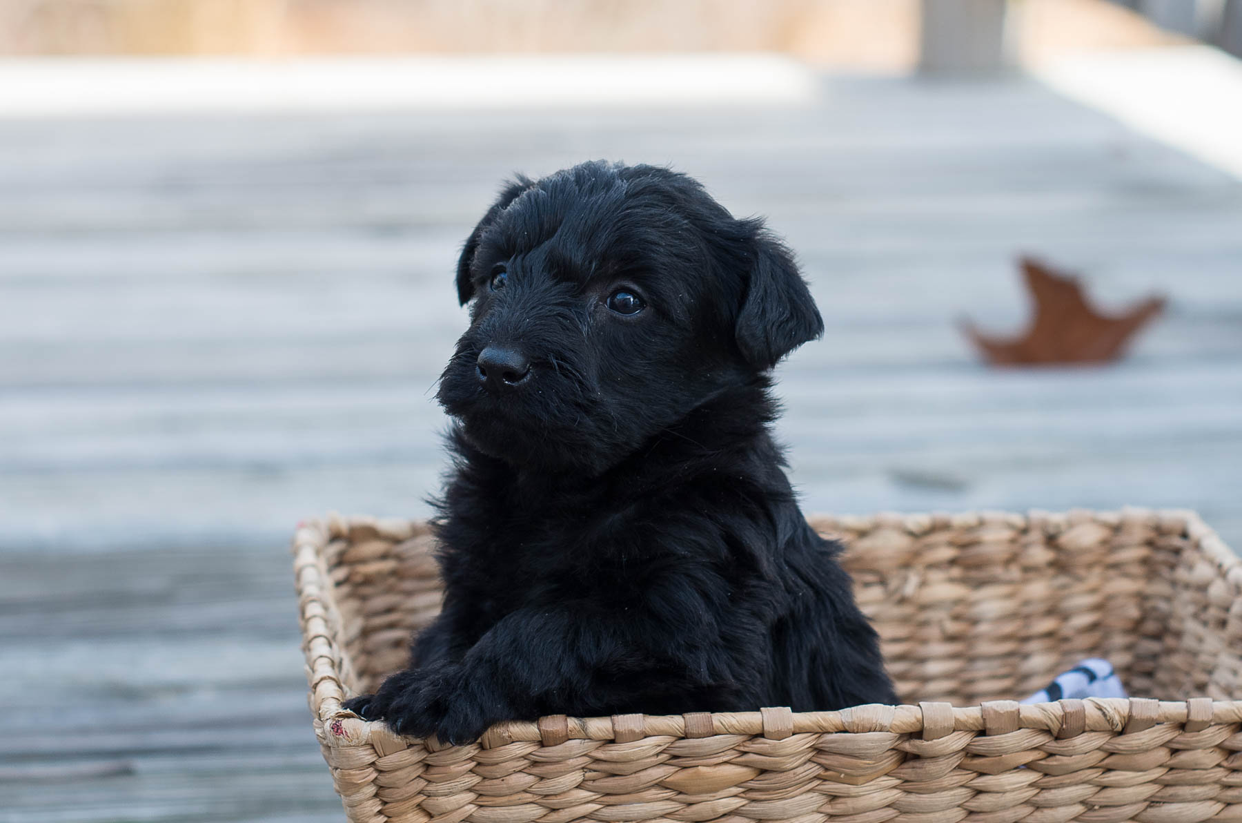 Scottie-Poo Puppies For Sale – Acorn Acres Puppies