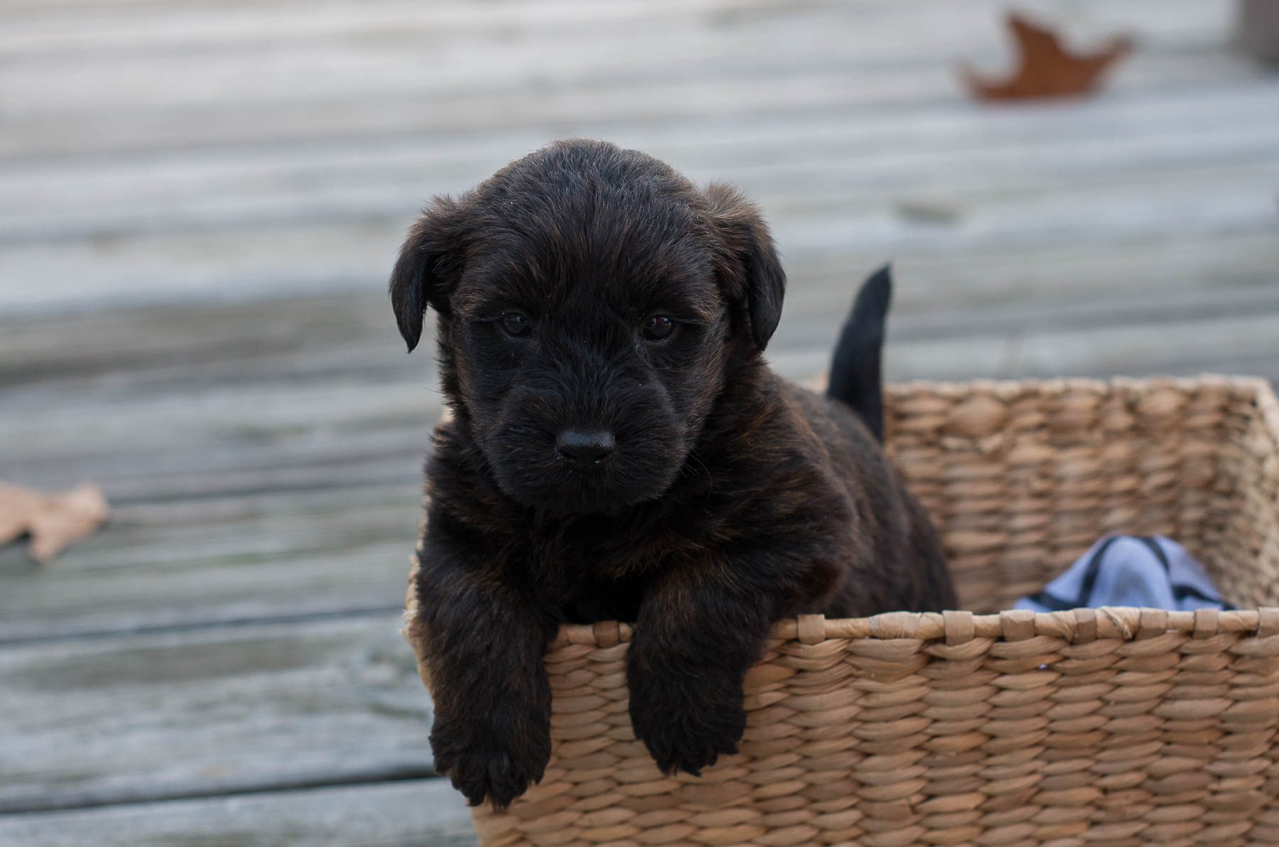 Scottie-Poo Puppies For Sale – Acorn Acres Puppies