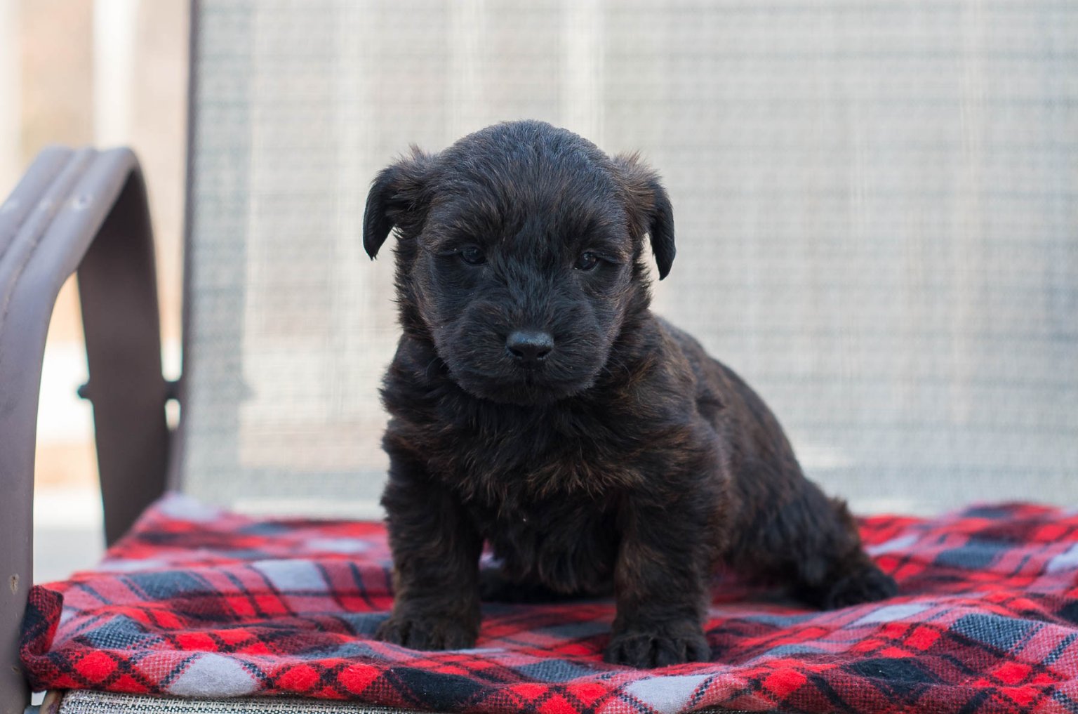 Scottie-Poo Puppies For Sale – Acorn Acres Puppies