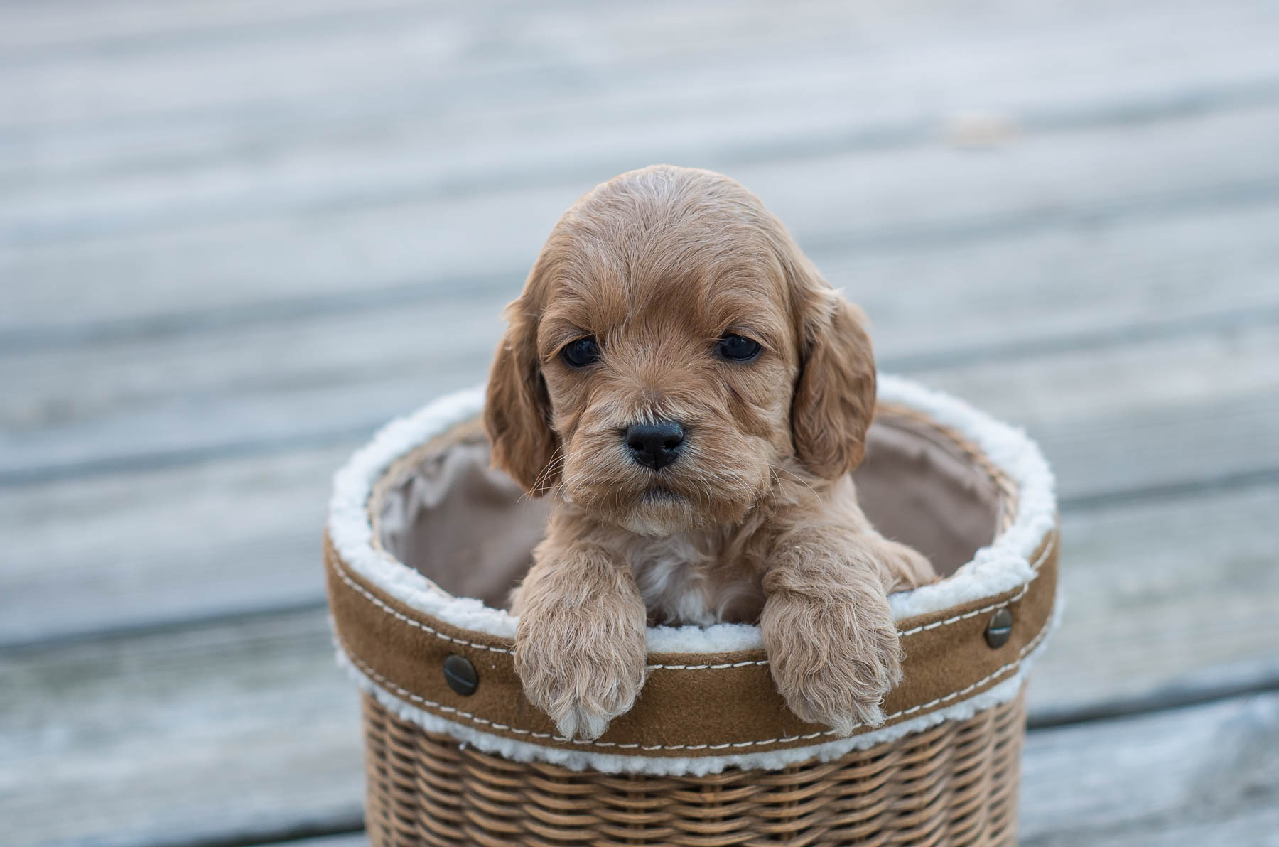 Cockapoo Puppies For Sale in Missouri – Acorn Acres Puppies