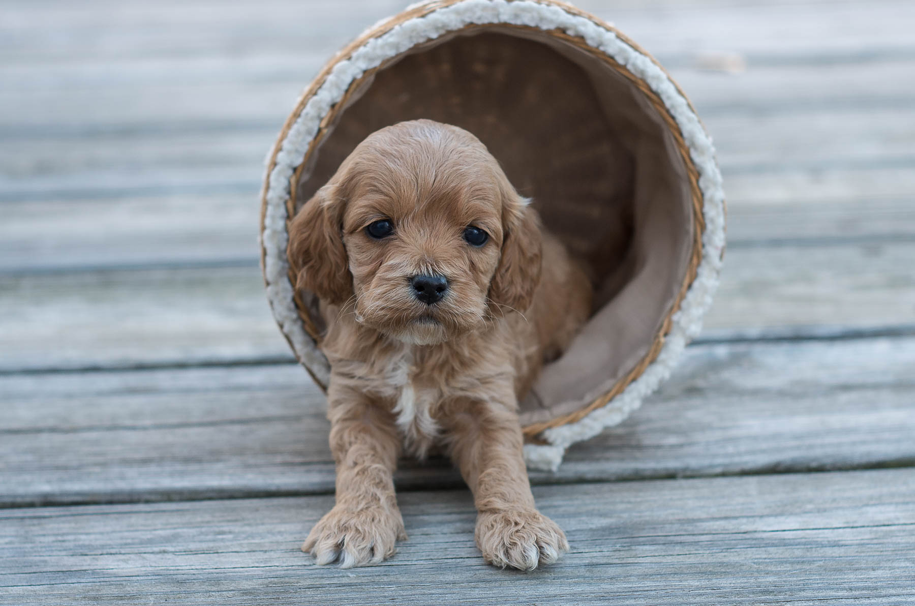 Cockapoo Puppies For Sale in Missouri – Acorn Acres Puppies