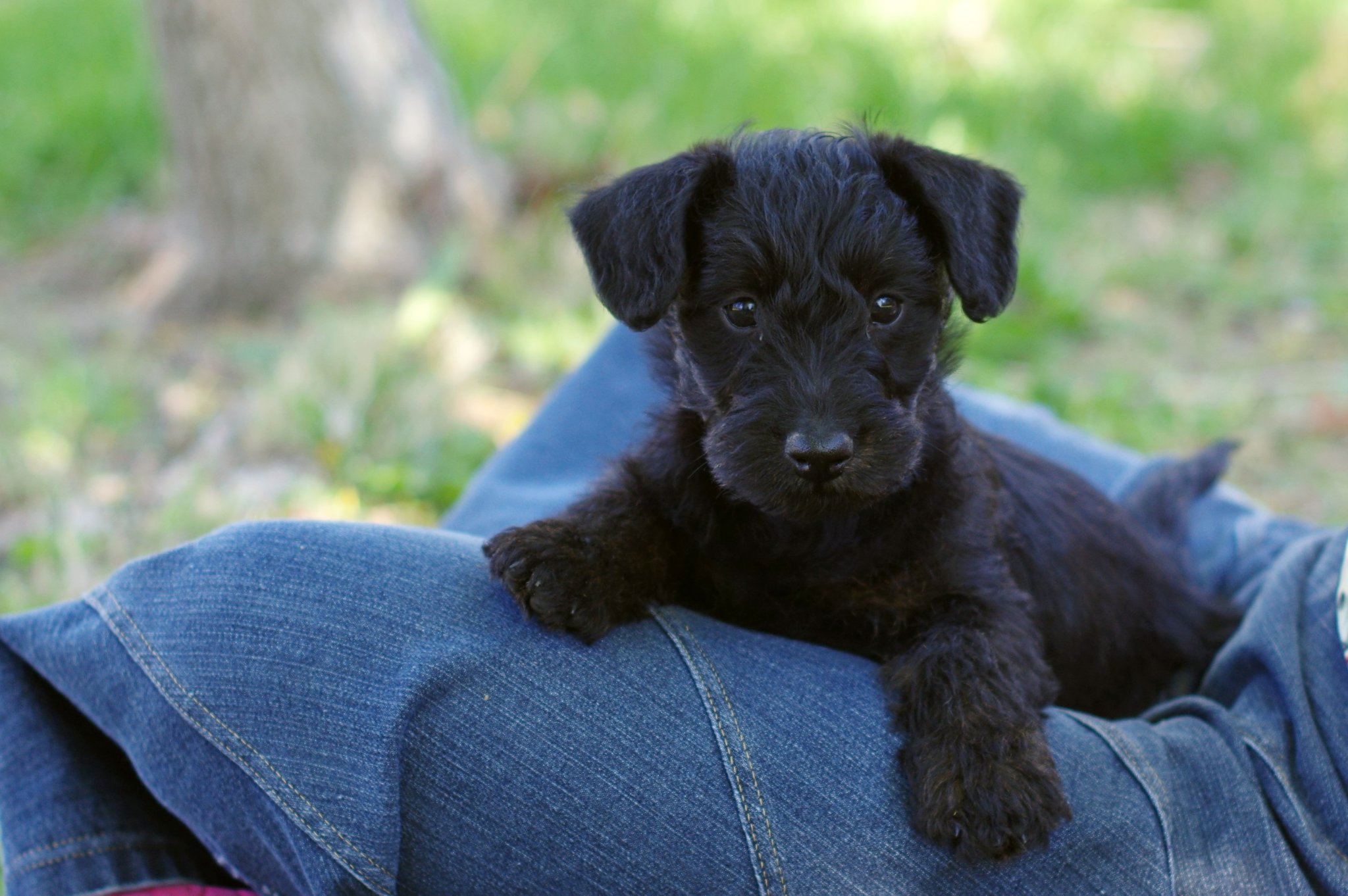 Scottie-Poo Puppies For Sale – Acorn Acres Puppies