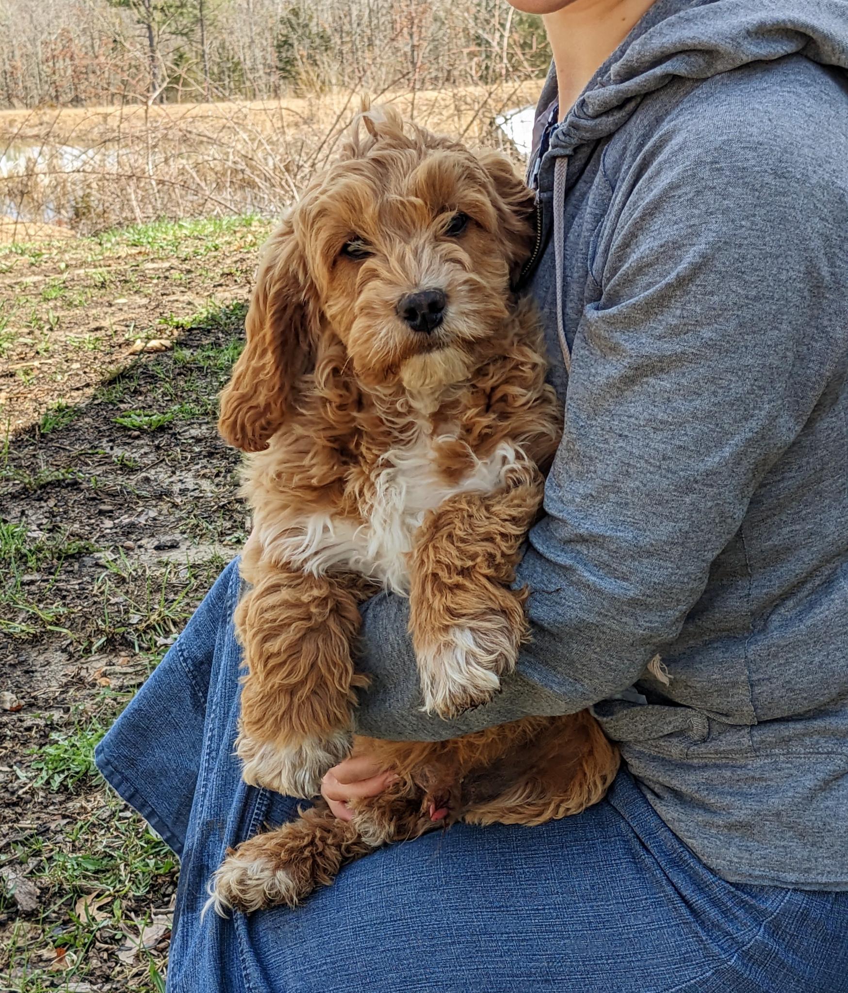 Cockapoo Puppies For Sale in Missouri – Acorn Acres Puppies