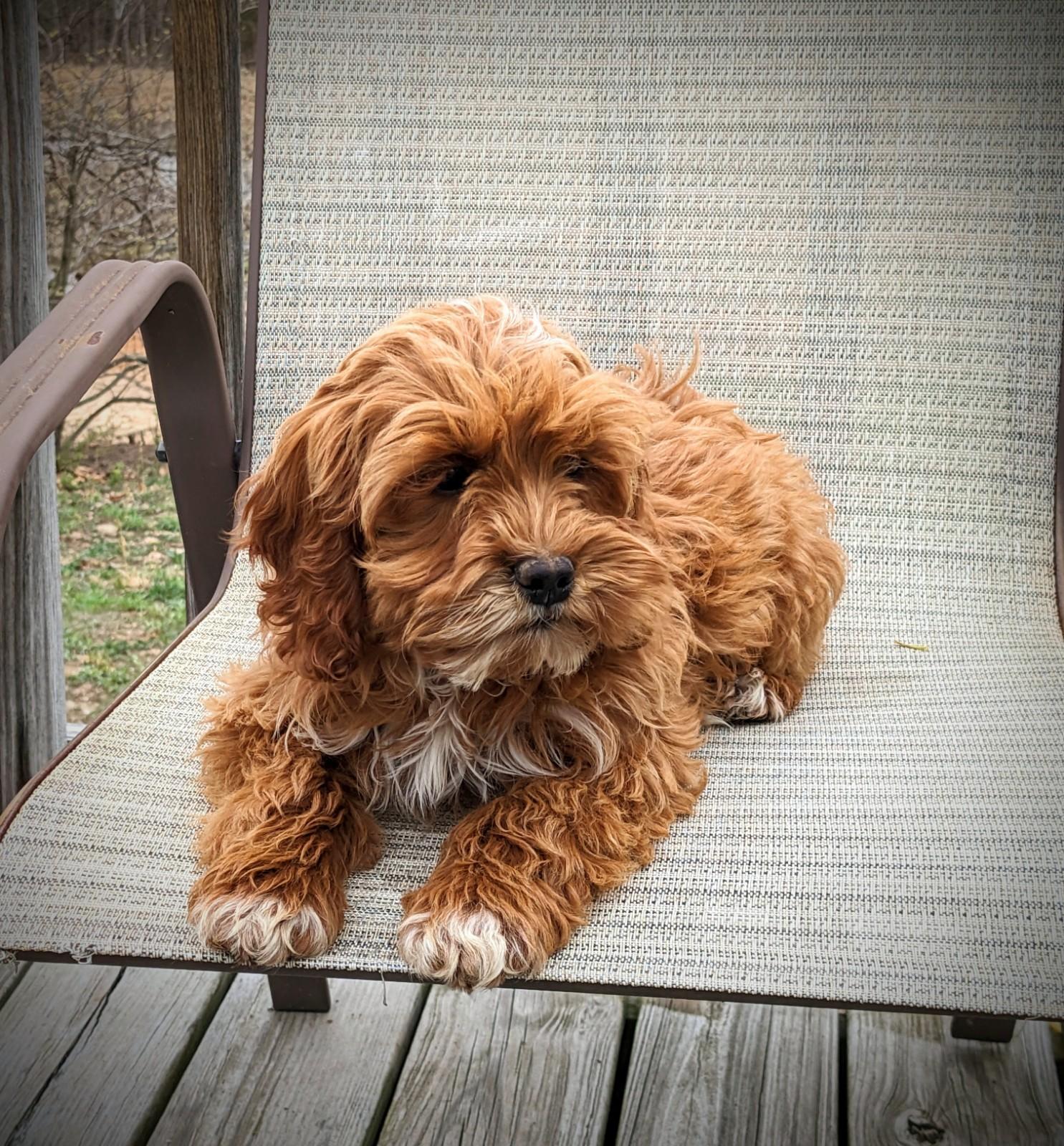 Cockapoo Puppies For Sale in Missouri – Acorn Acres Puppies